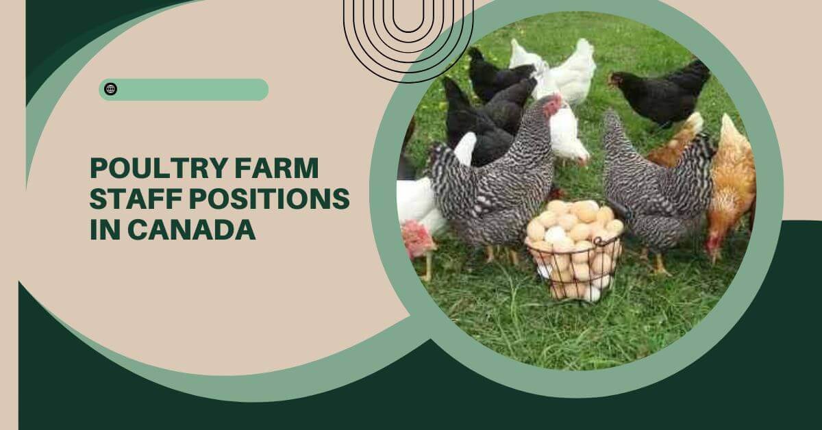 Poultry Farm Staff Positions In Canada With Visa Sponsorship